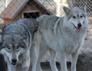 wolf connection | Youth Mentoring Connection